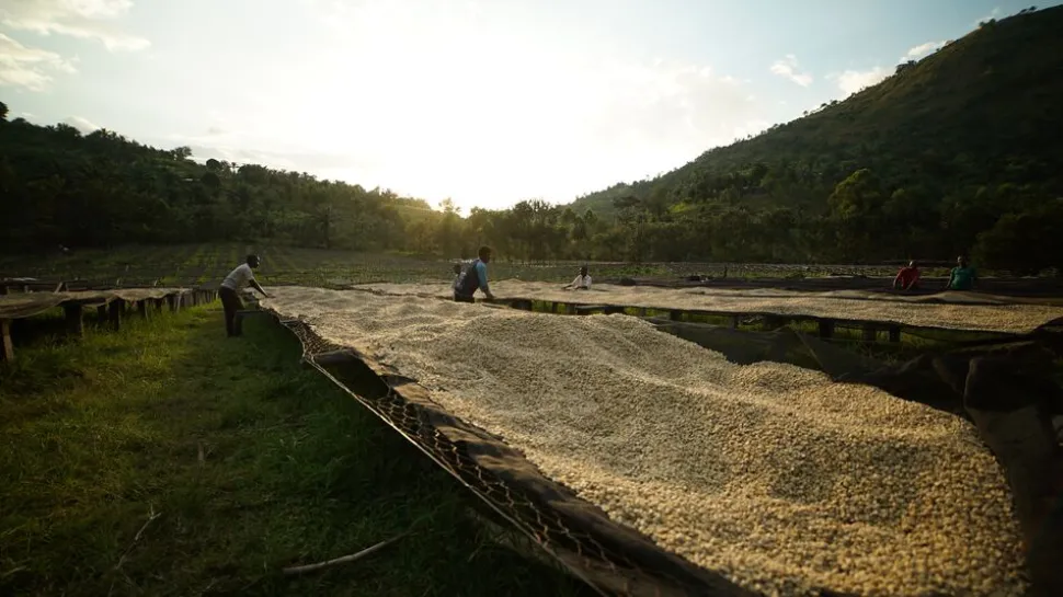 Pelican Rouge : café durable et éthique | Selecta